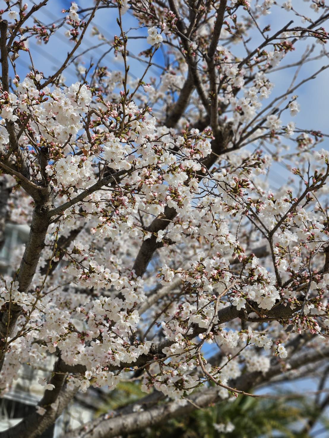 桜が咲きました – 錦浦校区まちづくり協議会